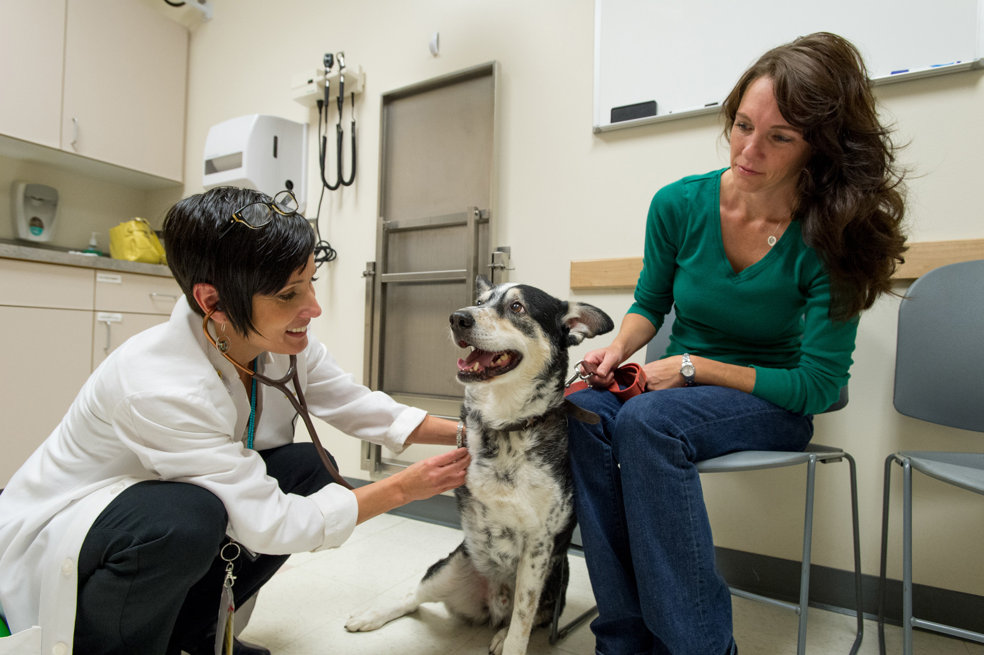 Preparing for Your Visit – Flint Animal Cancer Center
