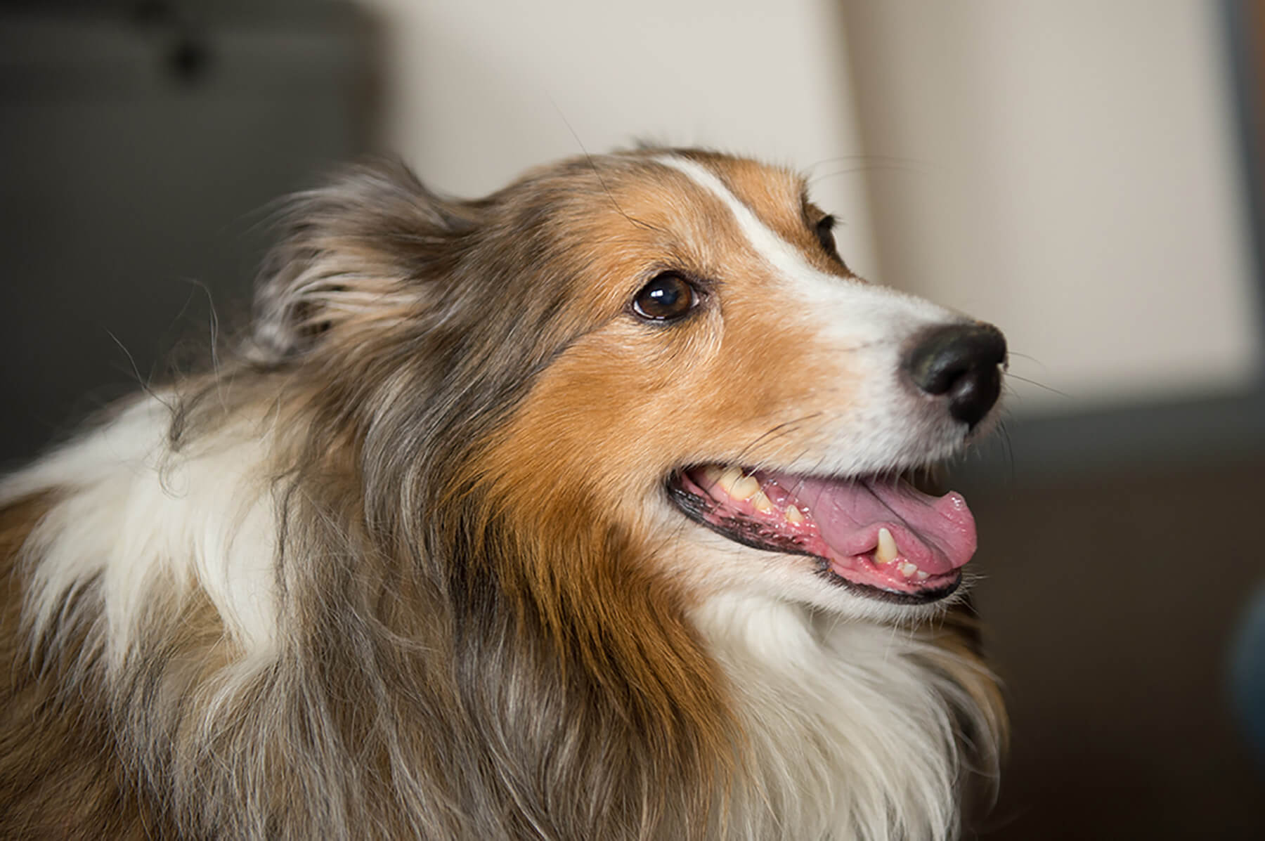 Our Dogs May Be The Answer To Cancer – Flint Animal Cancer Center