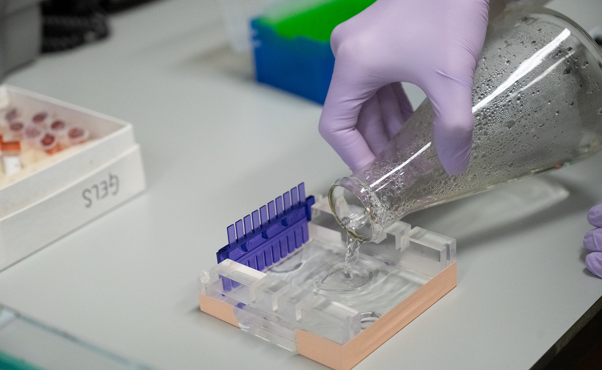 Pathology/Immuno Pathology – Flint Animal Cancer Center