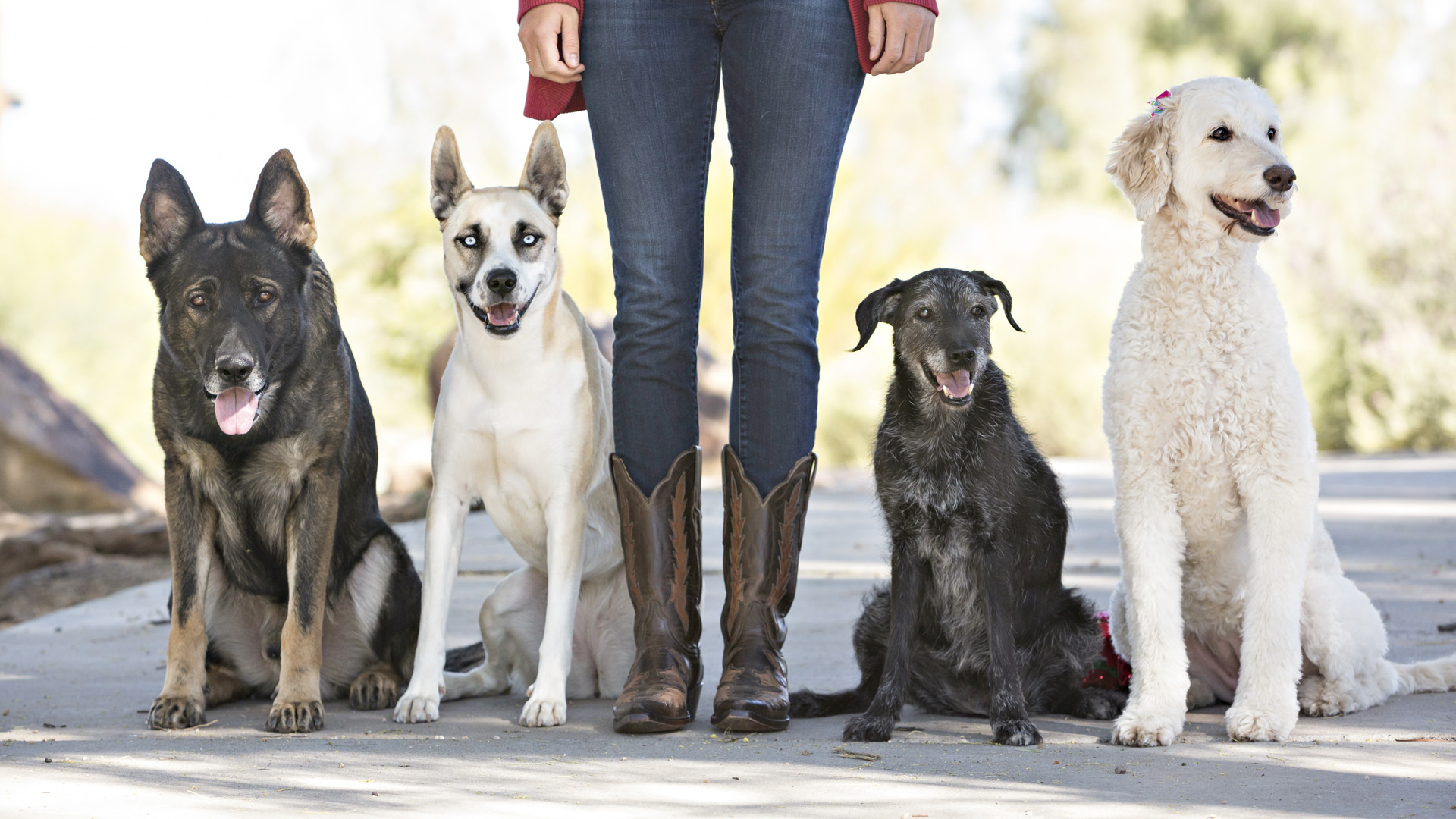 Vaccination Against Canine Cancer Study – Flint Animal Cancer Center