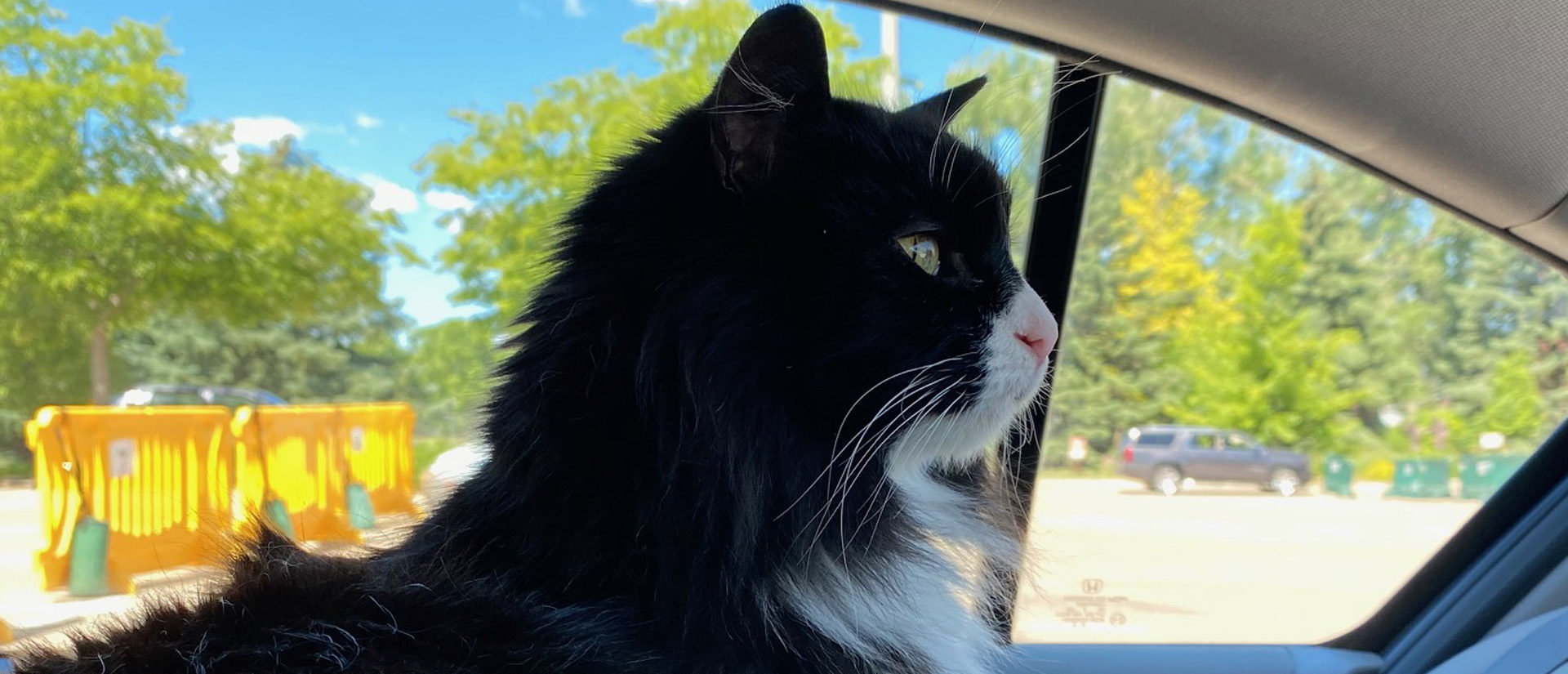 Mokey’s story: A cat’s journey through basal cell carcinoma – Flint ...