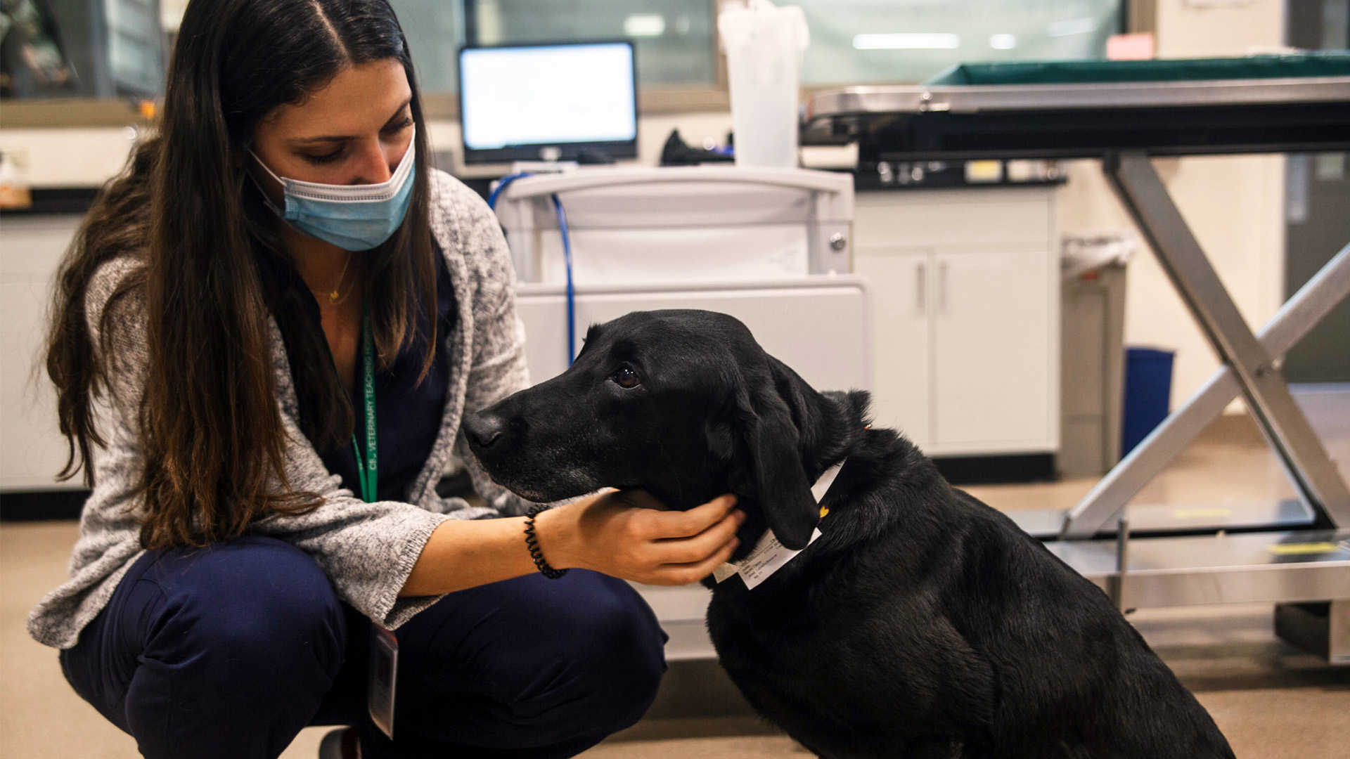 Evaluation of the Phenotypic Characteristics of Lymphoid cells in Dogs ...