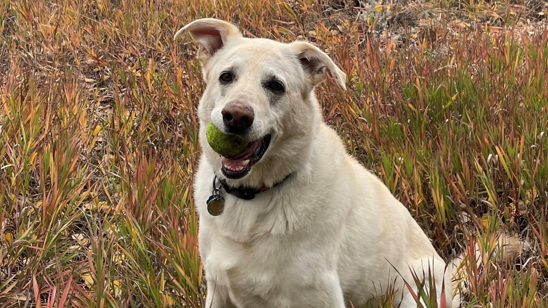 Radiation therapy helps pup with canine sinonasal tumor – Flint Animal ...