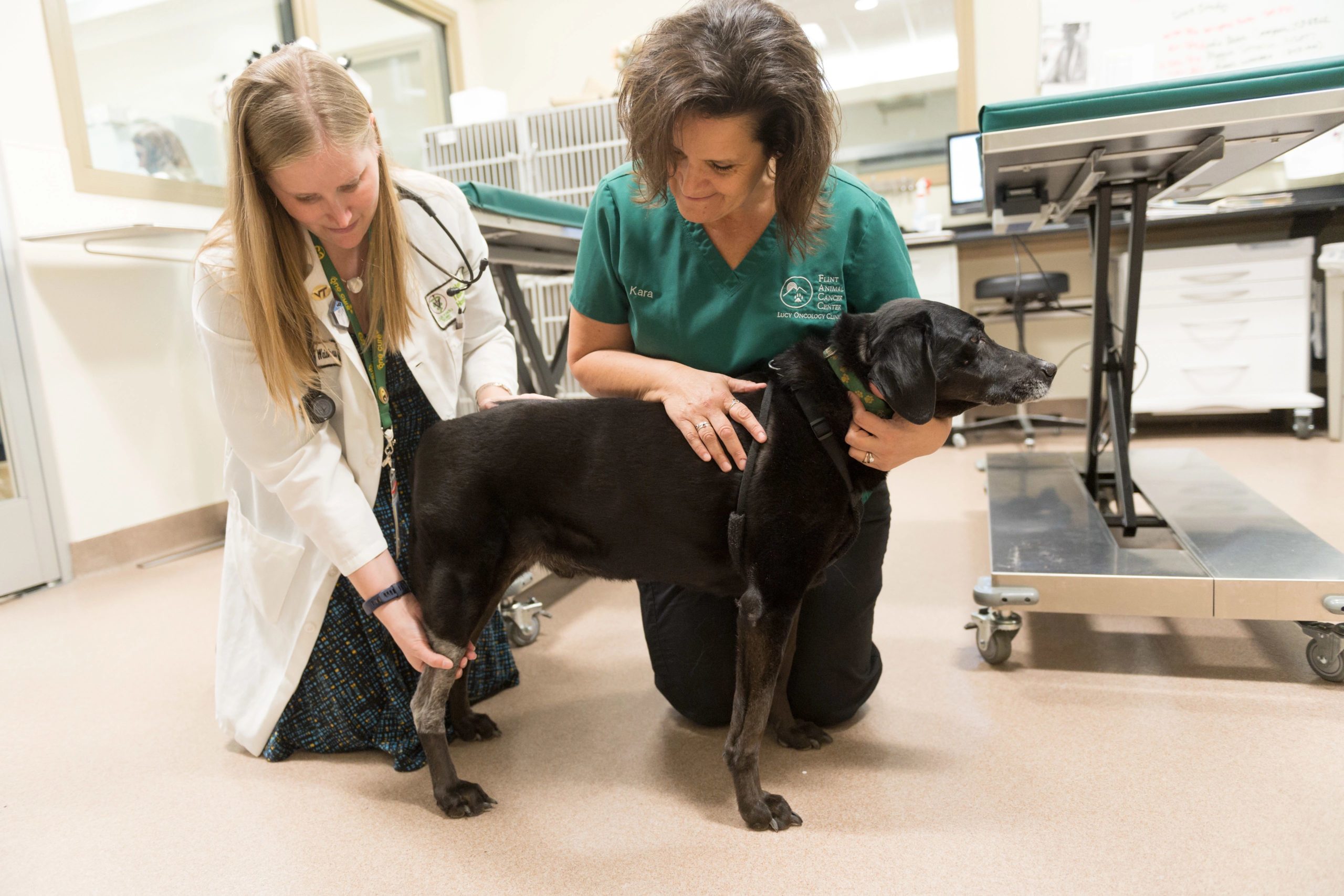 The Evaluation of Adaptation Time in Dogs Undergoing Limb Amputation ...