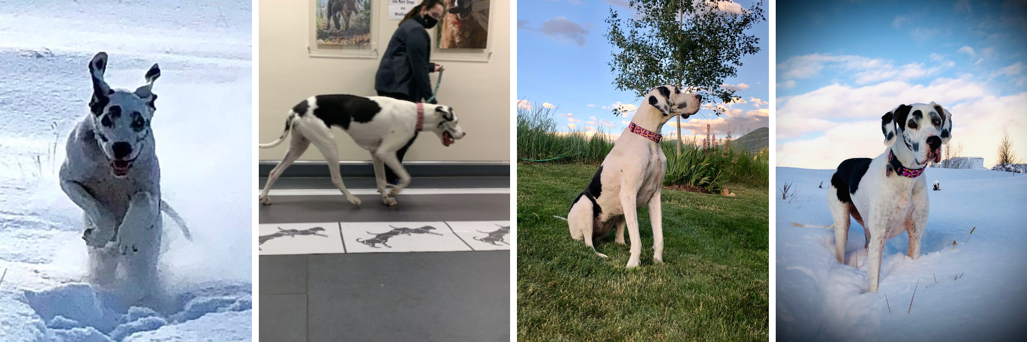 Charlie the Charismatic Teaching Dog – Flint Animal Cancer Center