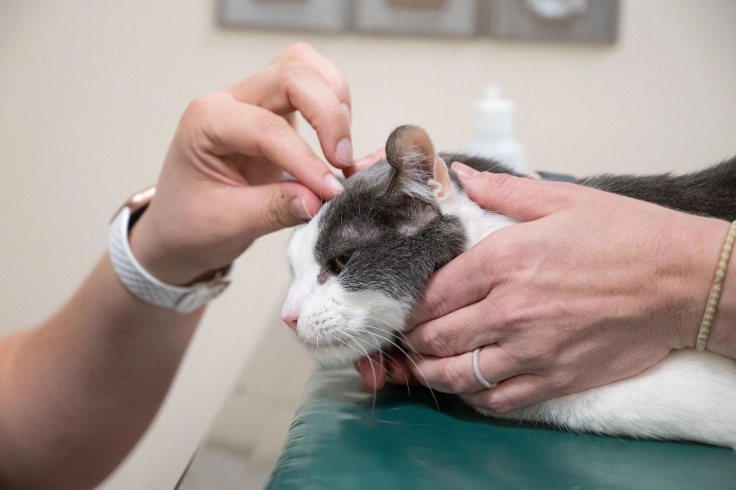 Novel Therapy with LSD-1 inhibitor for Cats with Oral Squamous Cell ...