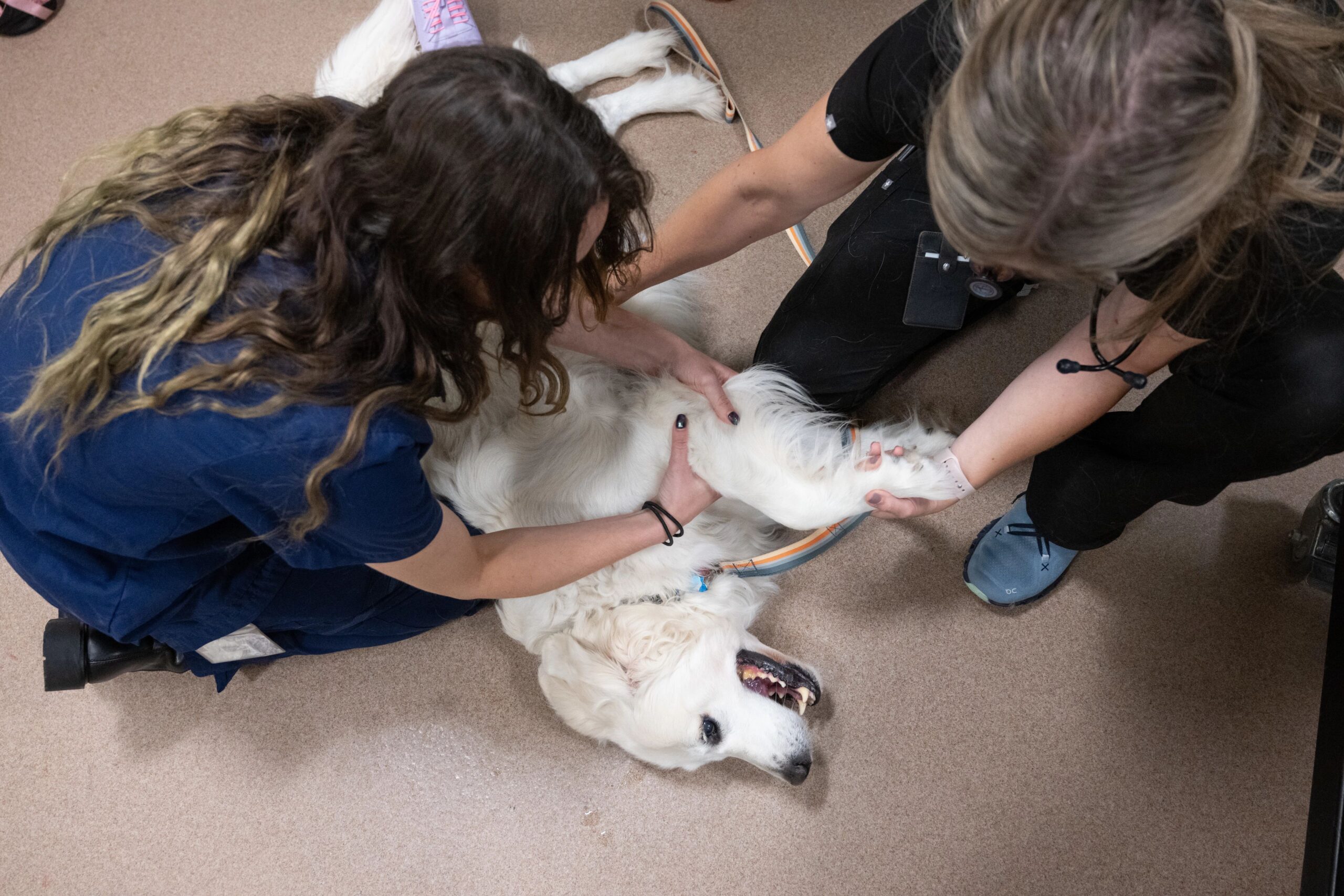 CAR T cell Immunotherapy for Treatment of Metastatic Osteosarcoma in ...