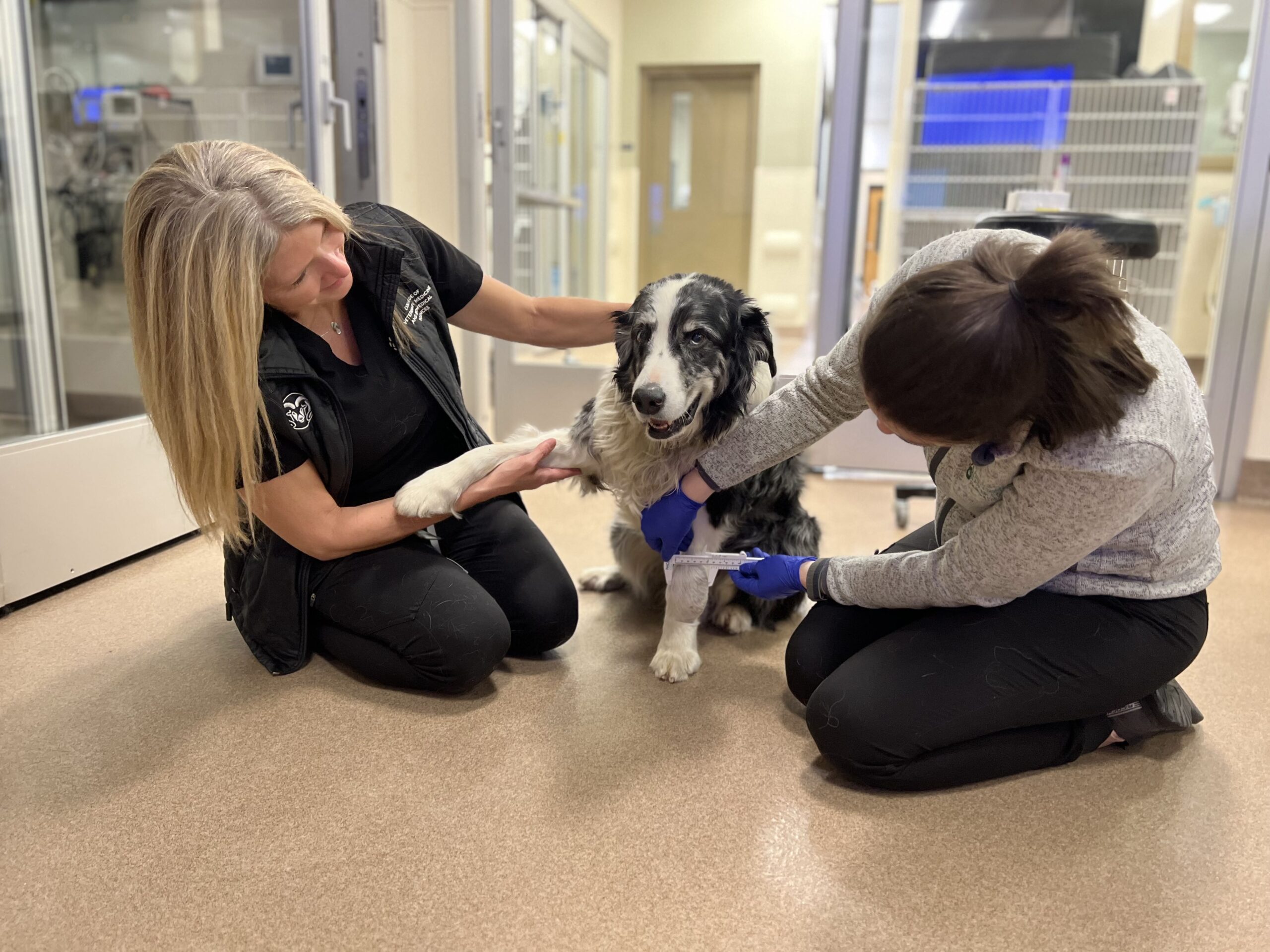 Expediated Carboplatin for Treatment of Osteosarcoma in Dogs – Flint ...