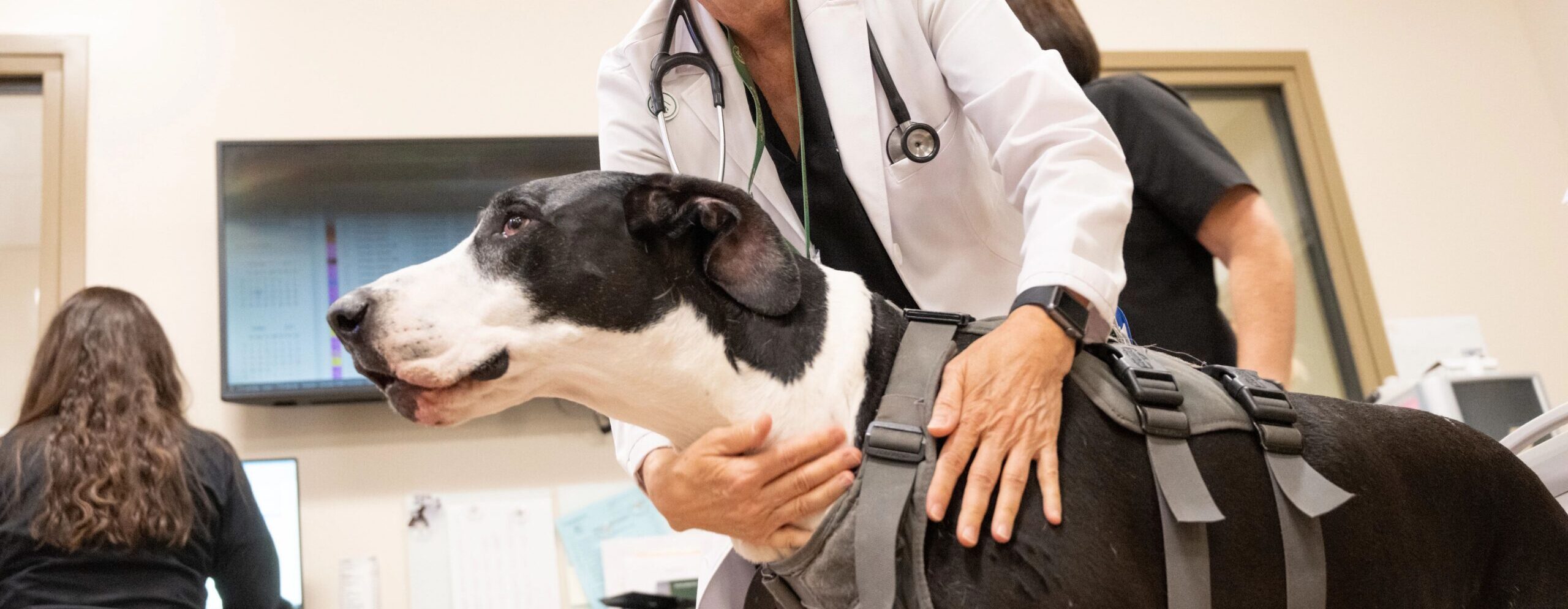 3D-Printed Implant that Replaces Bone for Limb Sparing in Giant Breed ...